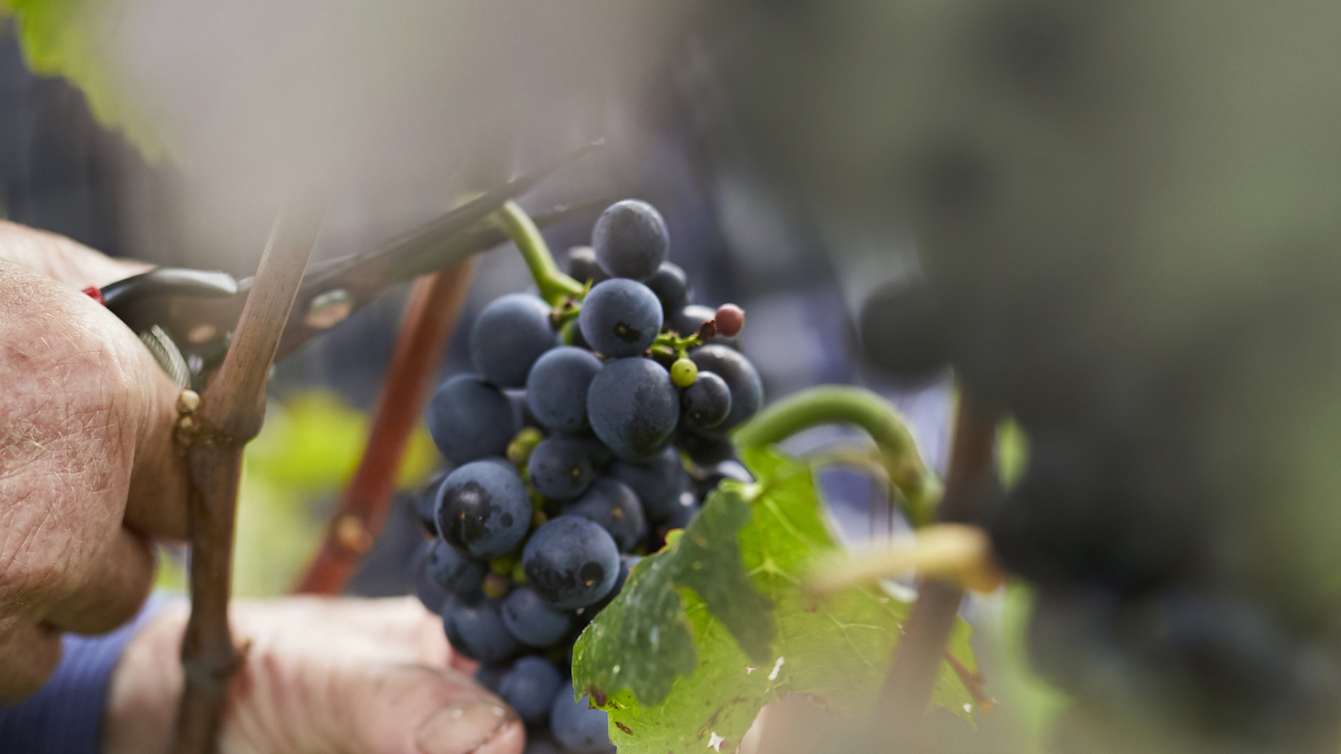 Wein und Sekt der Alde Gott Winzer Schwarzwald eG